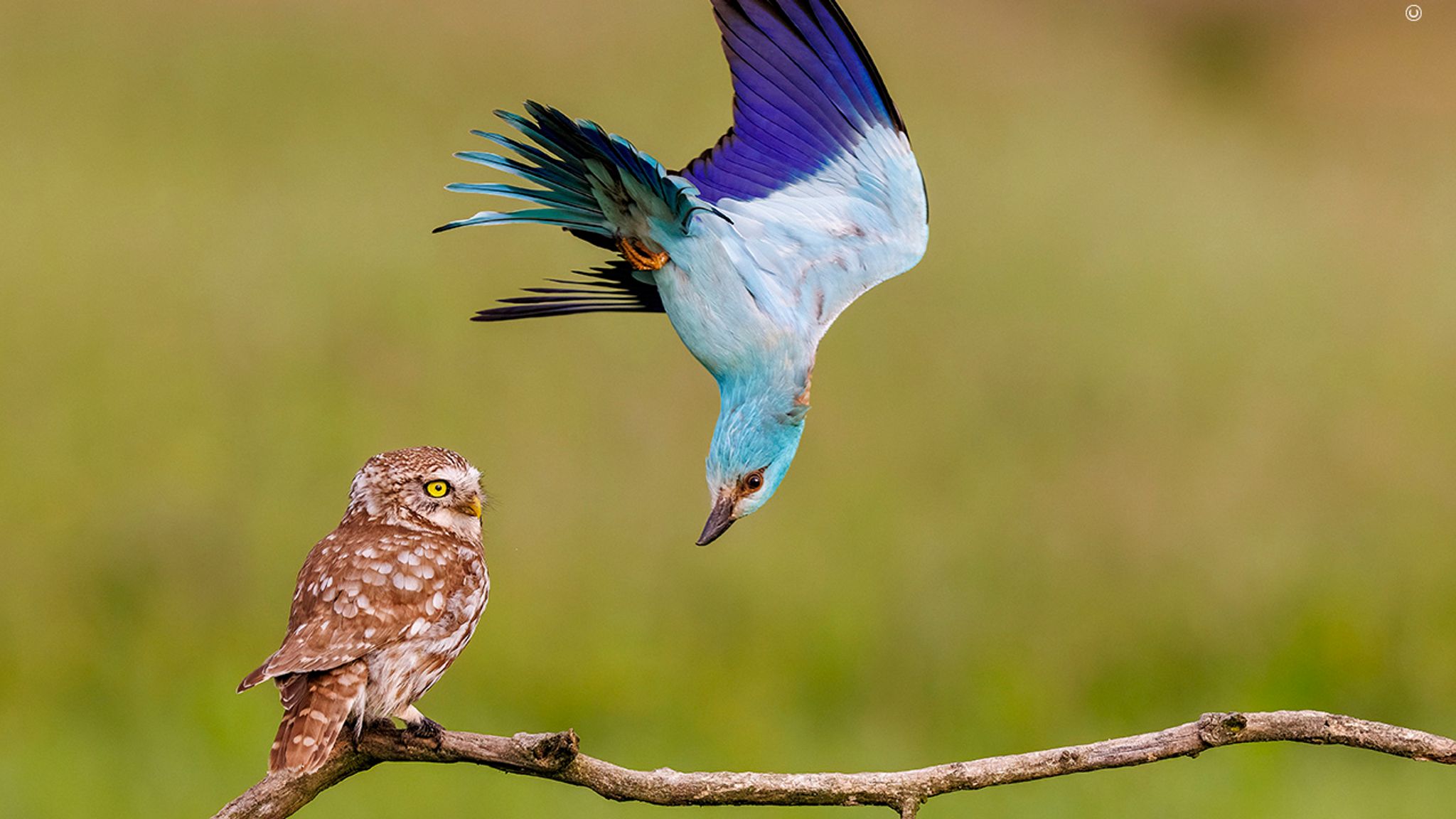 Wildlife photographer people's choice: The 25 shortlisted images | Ents ...