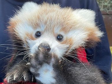 Baby red panda dies in Scotland after choking on vomit as nearby ...