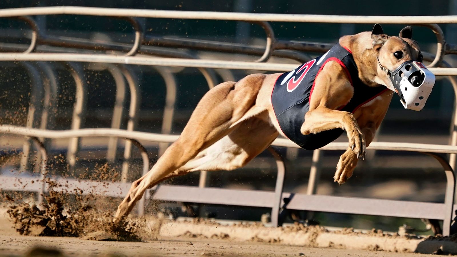 New Zealand set to ban greyhound racing due to injuries | World News ...