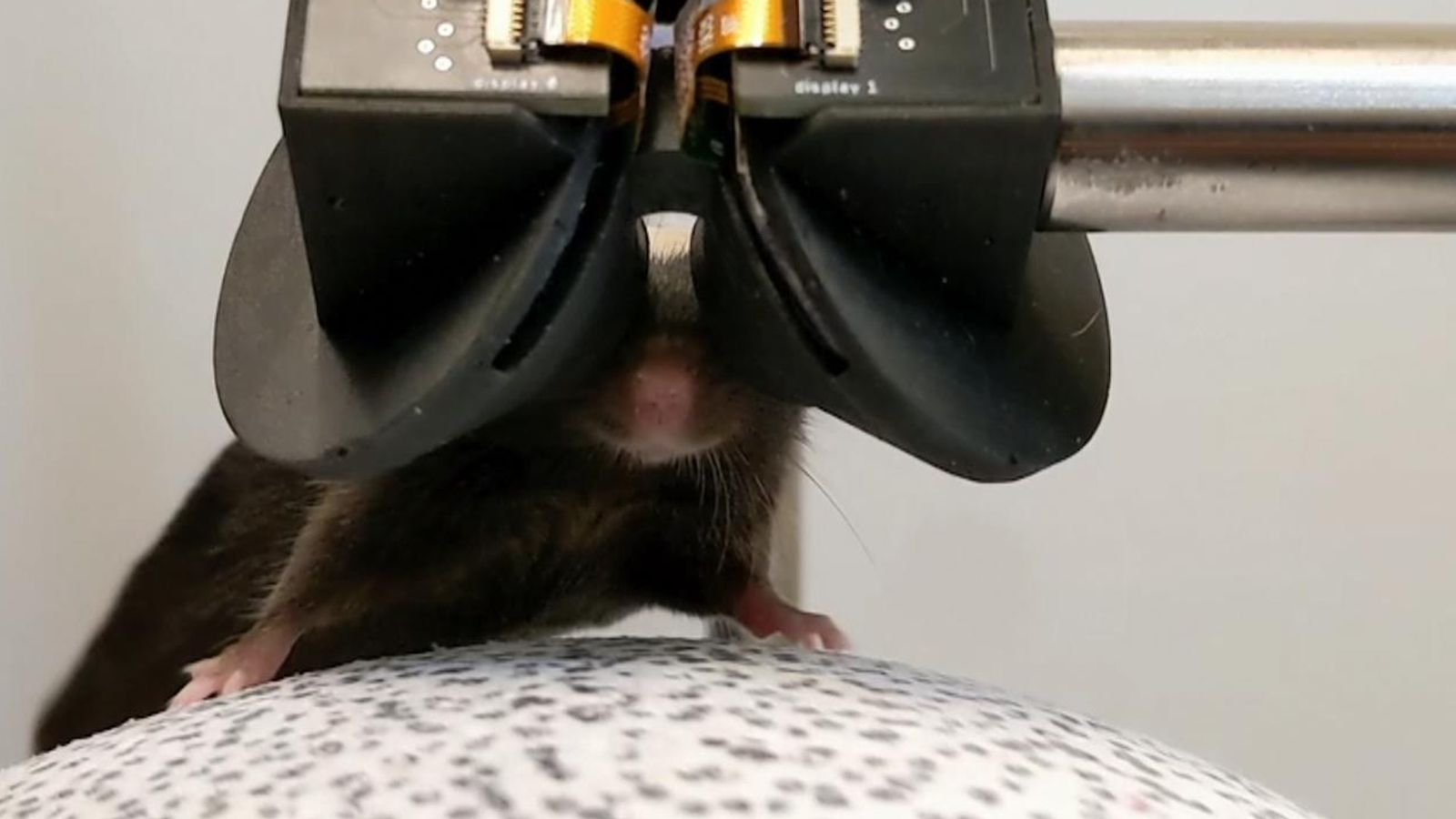 Scientists build tiny virtual reality goggles for mice | Science ...