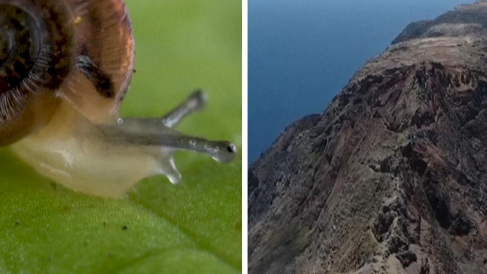 Snails thought extinct get new island home in Atlantic | Science ...