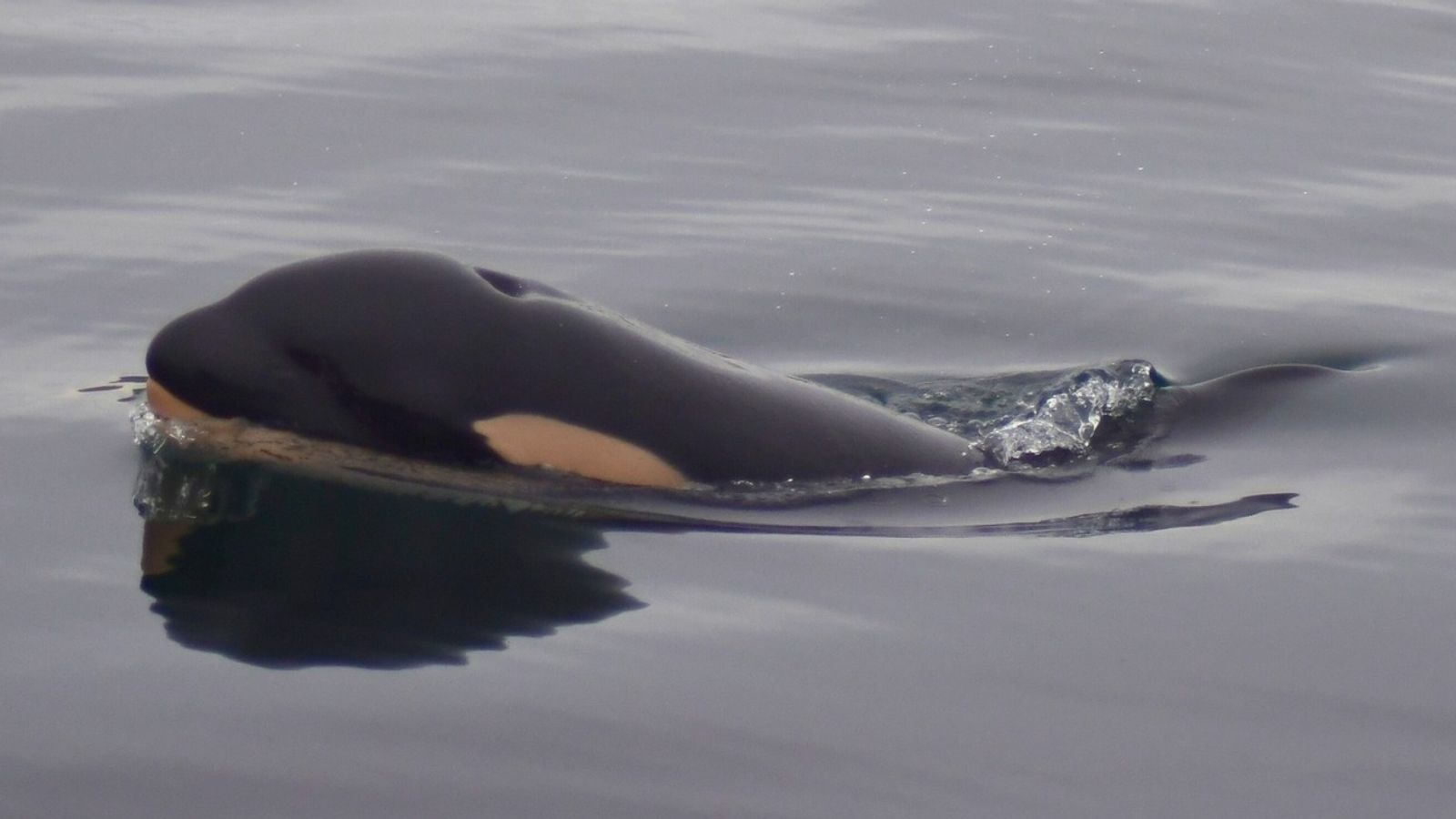 Killer whale Tahlequah who carried dead calf in 'show of grief' gives ...