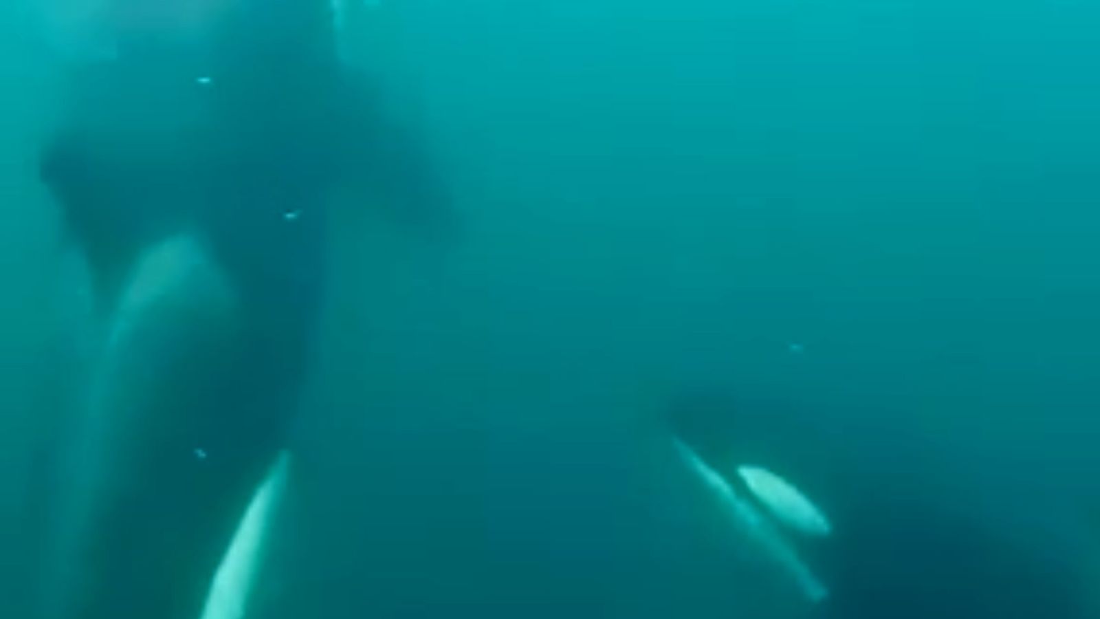 Watch: Killer whales new hunting technique filmed for the first time ...