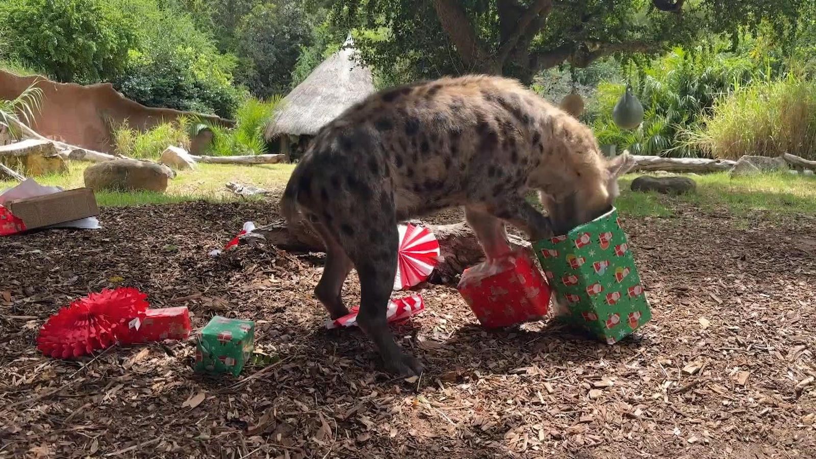 Watch: Zoo animals unwrap Christmas presents | World News | Sky News