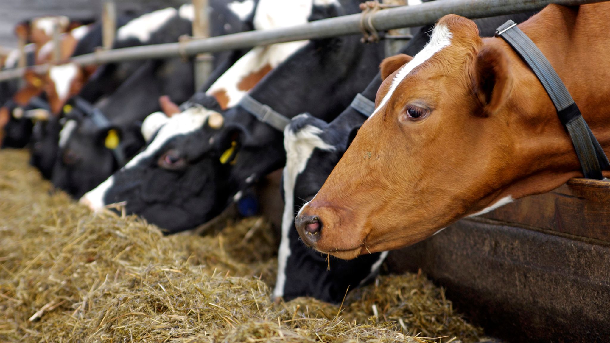UK warned it's on course to fail in efforts to wipe out bovine TB ...