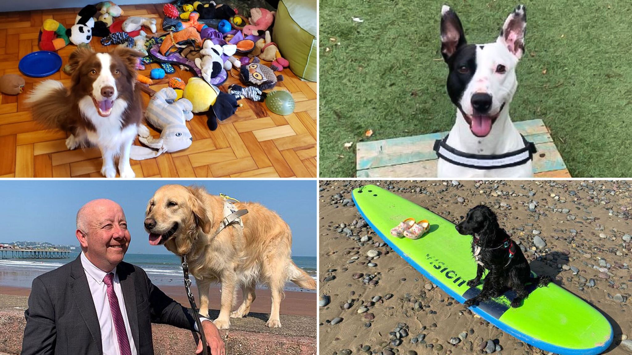 Best dogs of 2024: Good (and bad) boys and girls that made headlines ...