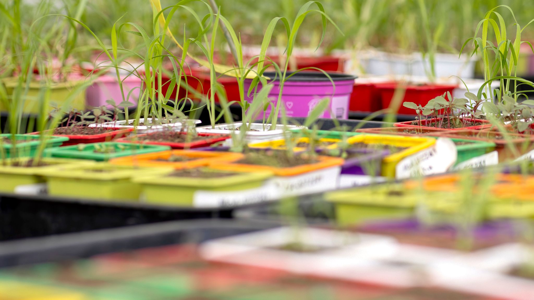Oxford herbicide spinout Moa seeds $40m funding round | Money News ... Oxford herbicide spinout Moa seeds $40m funding round | Money News ...