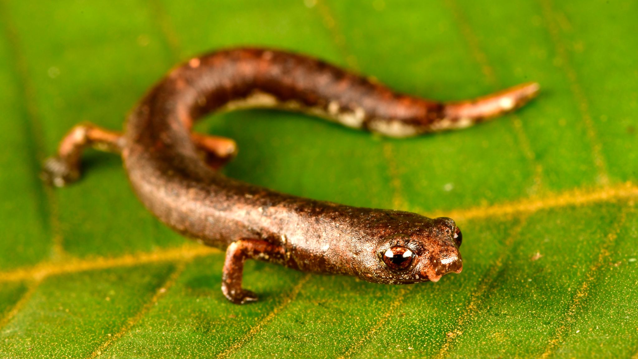 'Blob-headed' fish and semi-aquatic mouse among 27 newly discovered ...