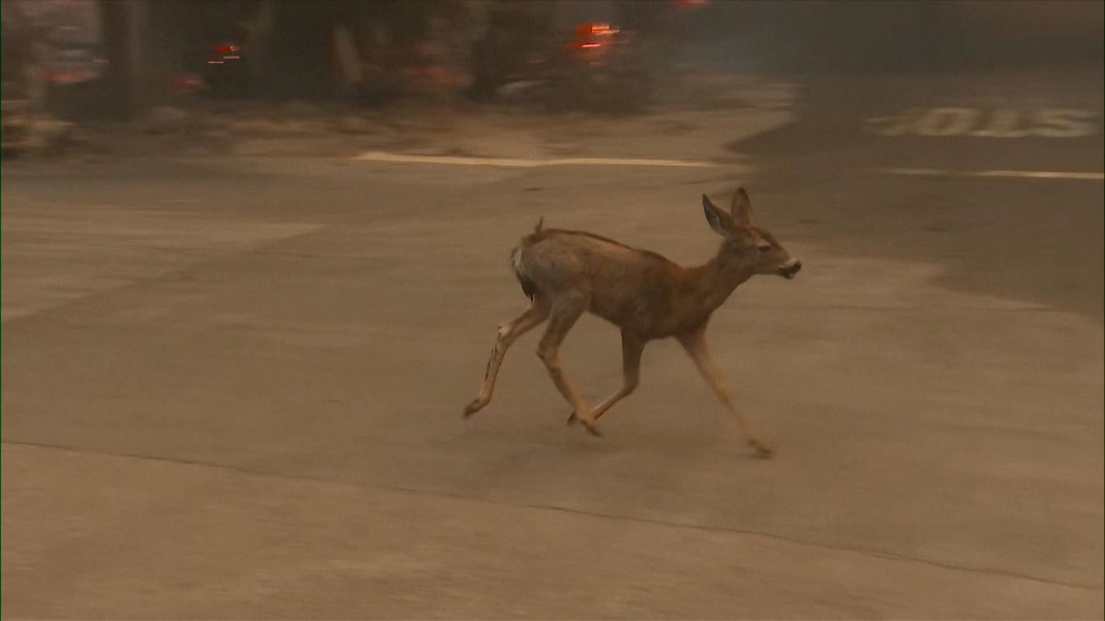 California wildfires: Deer seen running away from smoke | News UK Video ...