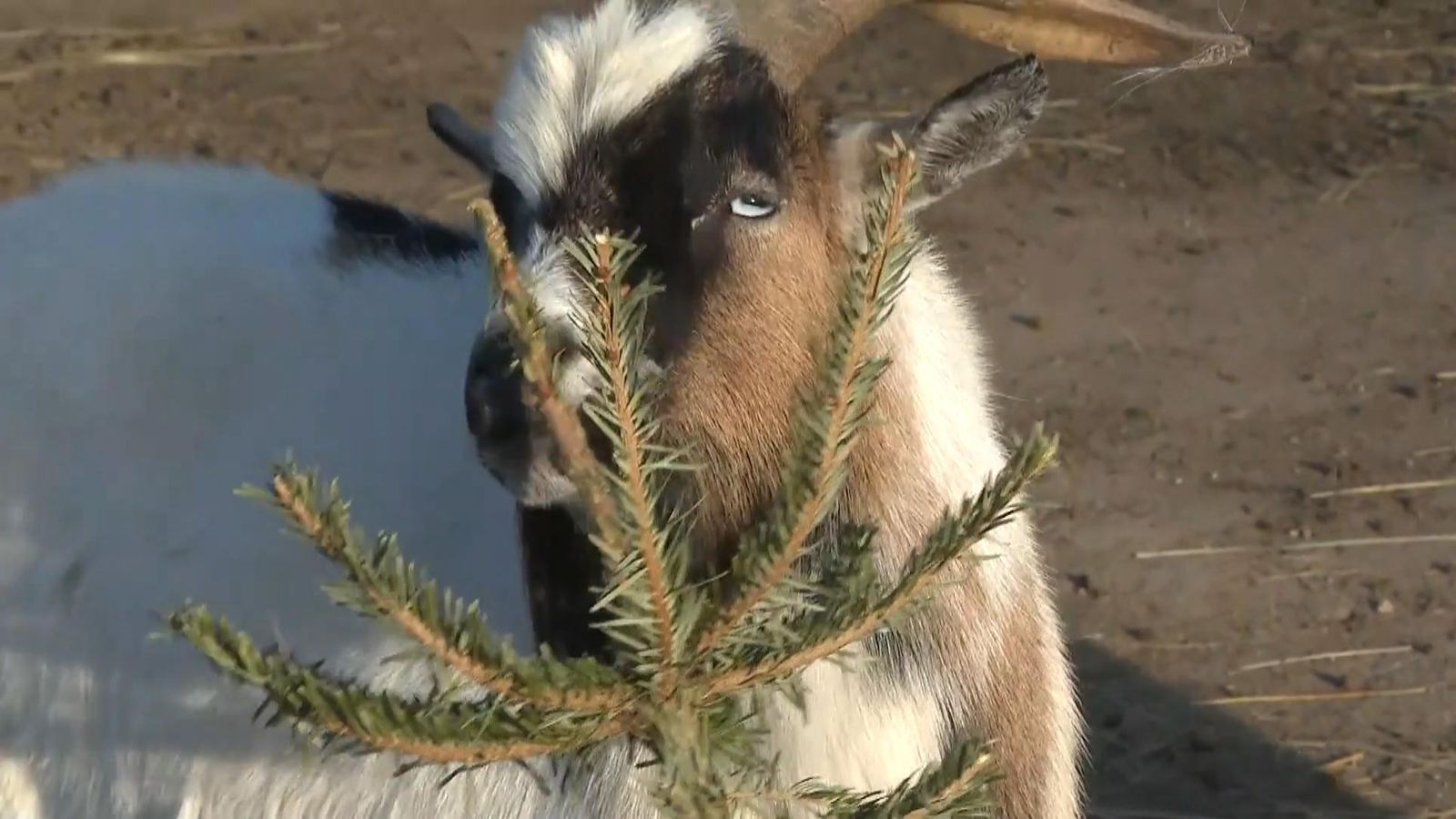 Goats make meal of recycled natural Christmas trees | World News | Sky News