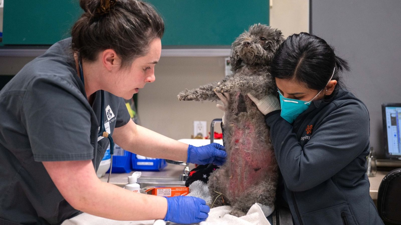 Los Angeles fire: Animal rescue groups open their doors to pets as ...