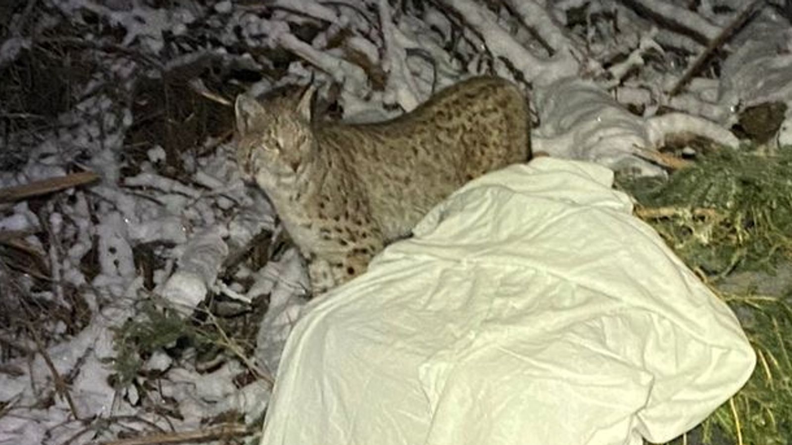 Two more lynx spotted on the loose in the Scottish Highlands | UK News ...