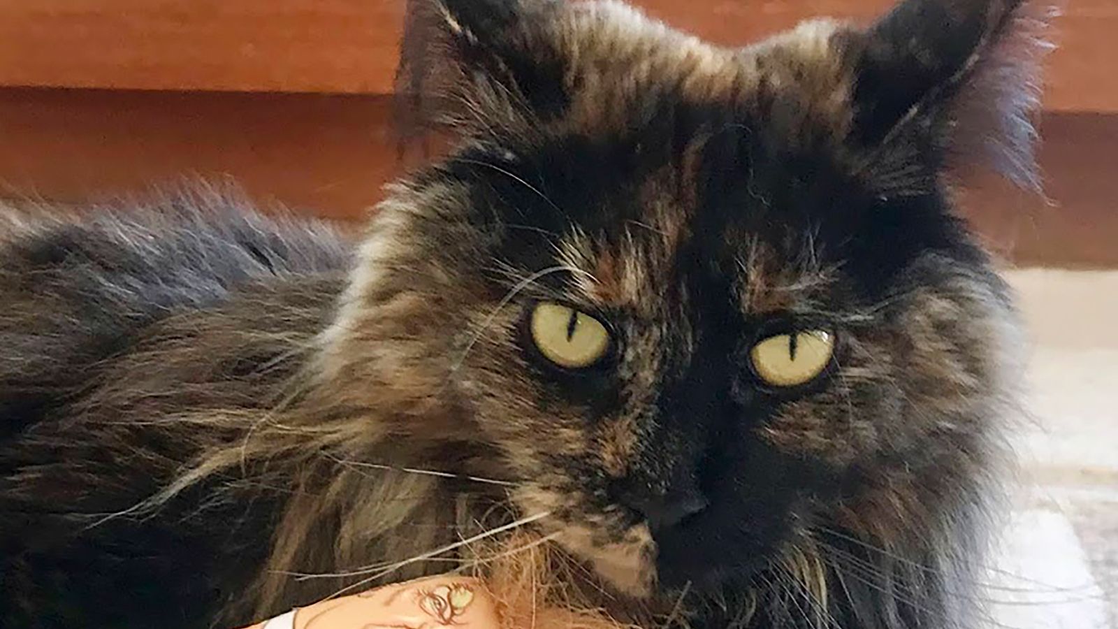 Cat left on plane ends up taking three flights before reaching its destination | World News ...