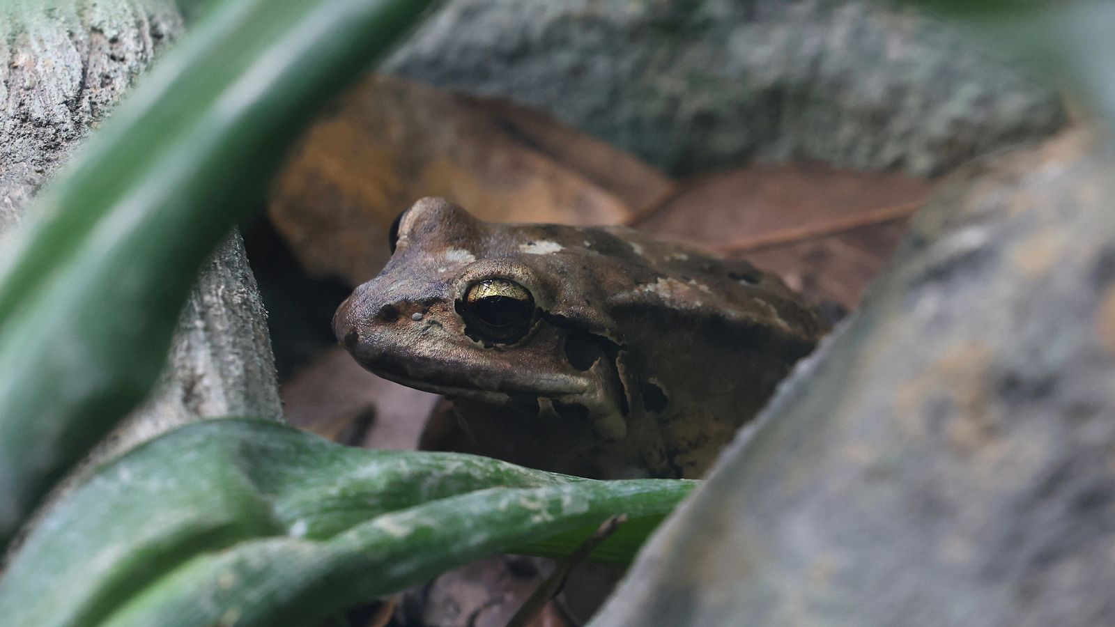 Paper clip-sized chameleon and whale shark among 10 threatened species ...