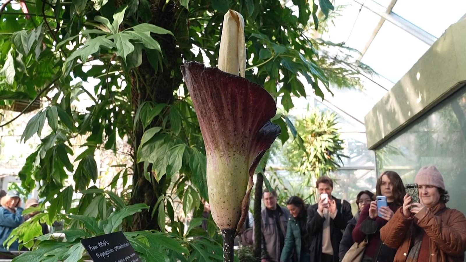 A rare corpse flower has bloomed at Brooklyn Botanical Garden, famously ...