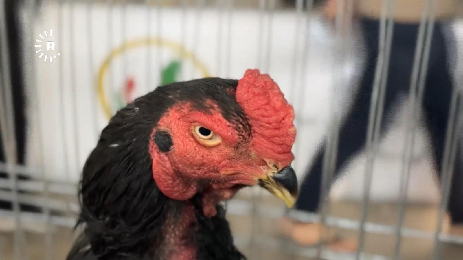 Iraq hosts rooster beauty contest | World News | Sky News