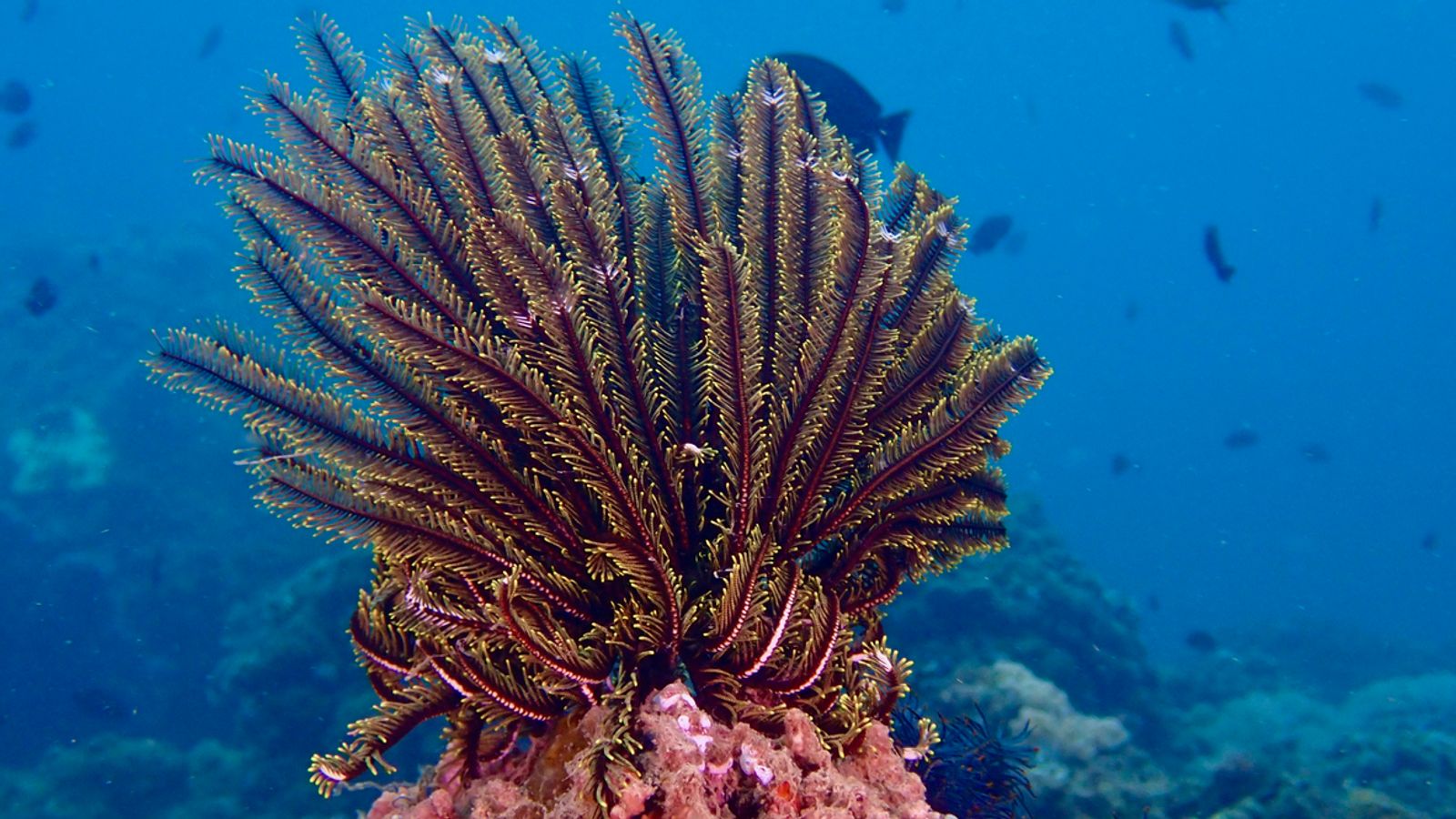 66 million-year-old vomit fossil discovered in Denmark | World News ...