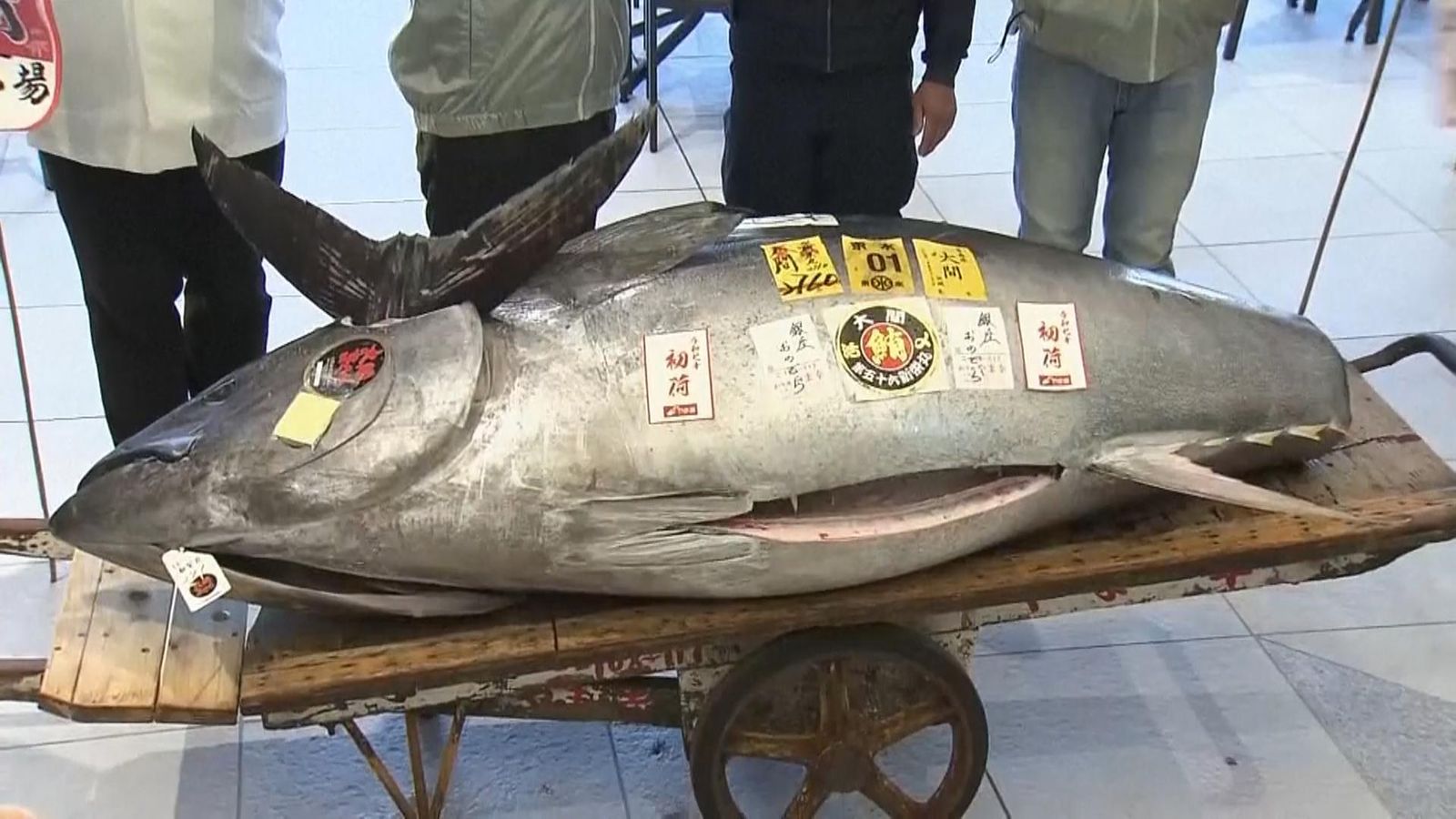 Tuna fish sells for $1.3m at auction in Tokyo | News UK Video News ...