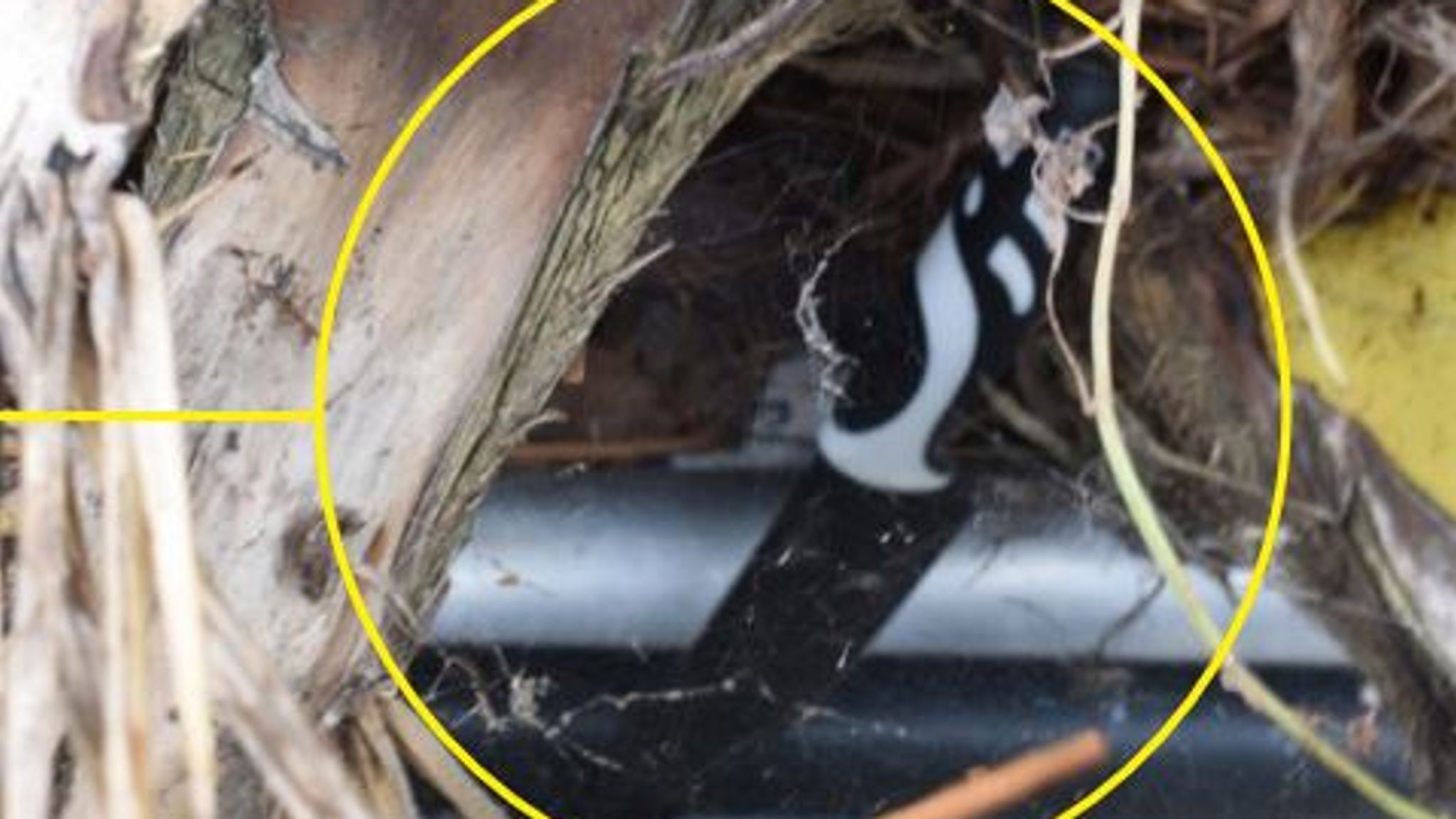 Teenager who stabbed schoolgirl Elianne Andam to death in 'frenzied ...