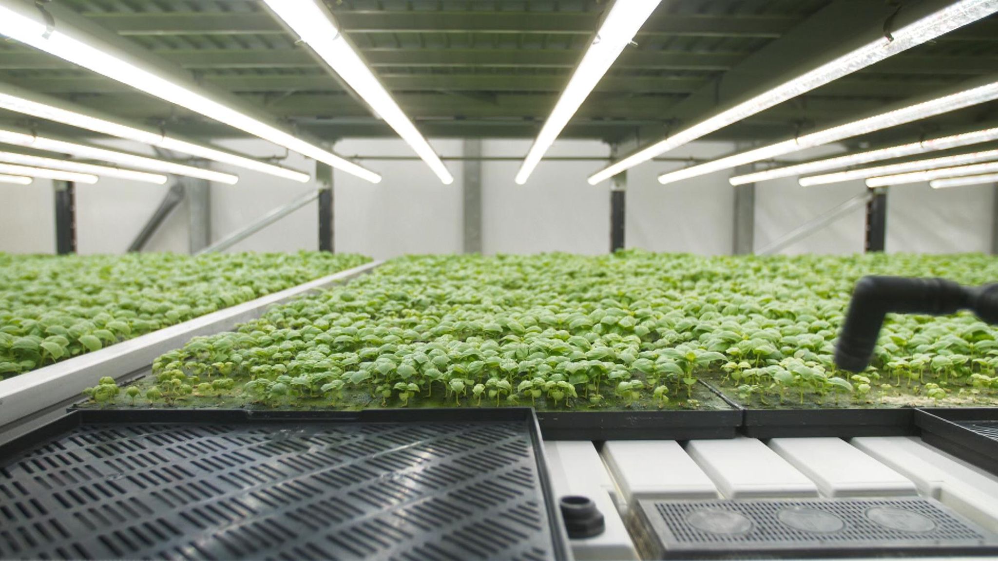 Could this be the future of farming? Inside Europe's biggest vertical ...