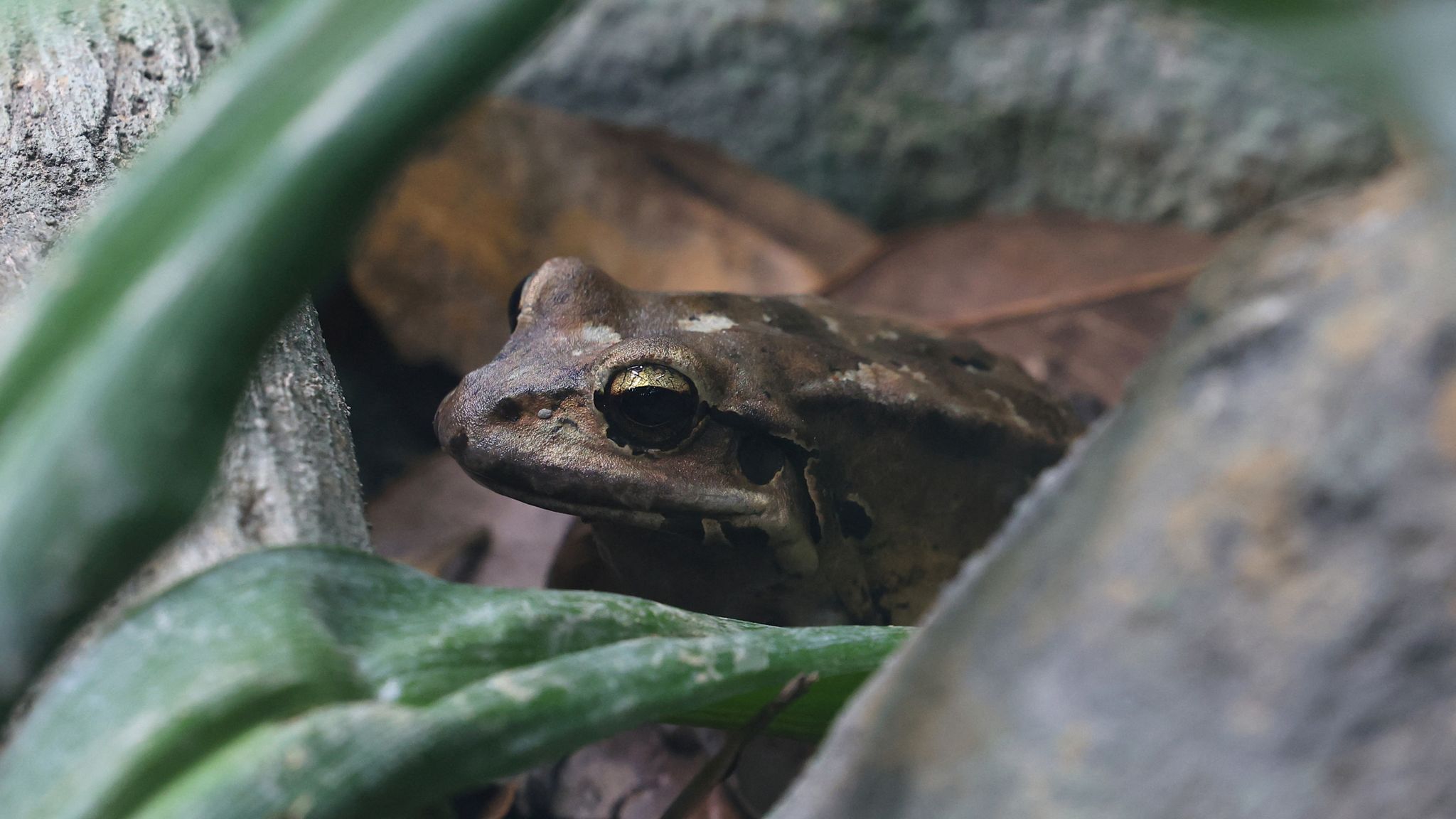 Paper clip-sized chameleon and whale shark amongst 10 threatened ...