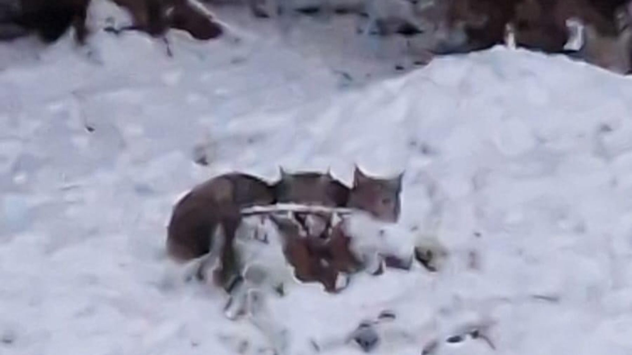 Two lynxes captured in Scottish Highlands after suspected 'illegal ...