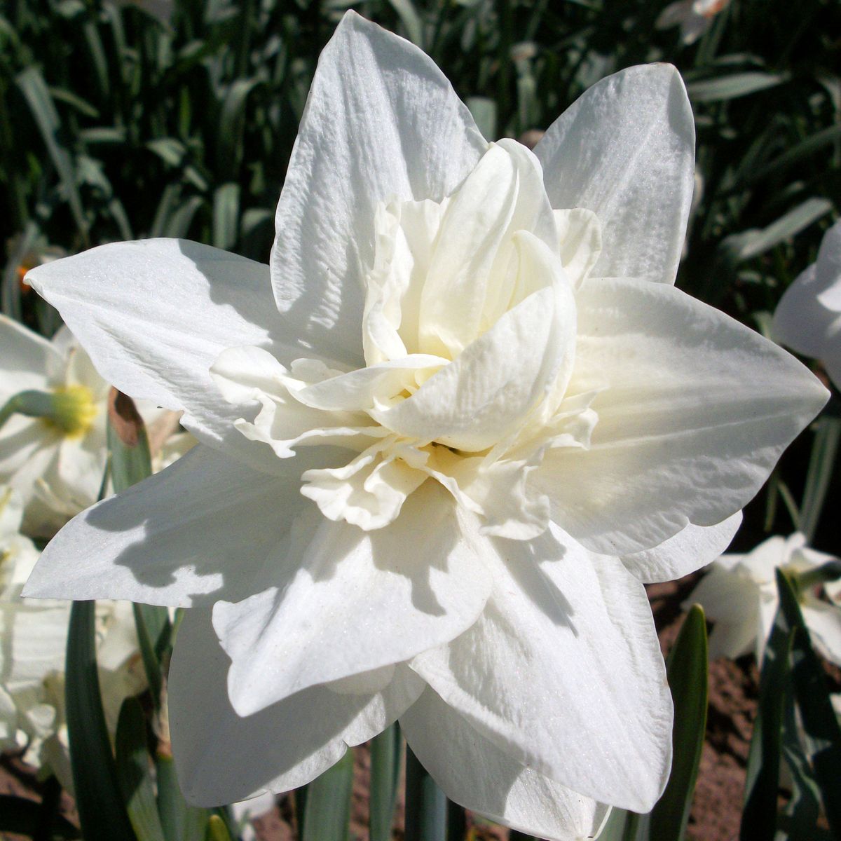 Daffodil hunt launched by Royal Horticultural Society as flower lovers ...