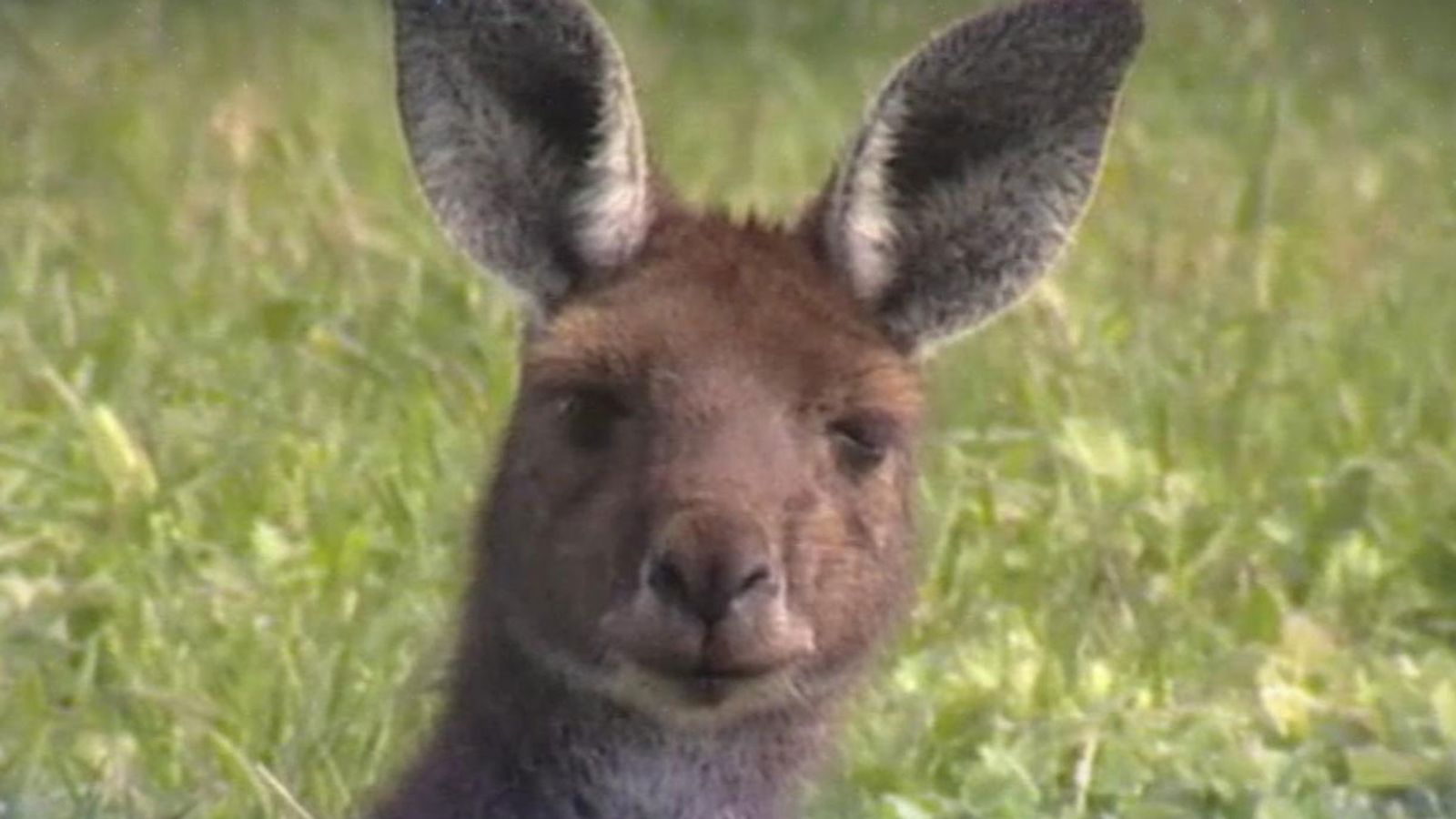 Scientists create first Kangaroo embryo using IVF | News UK Video News ...