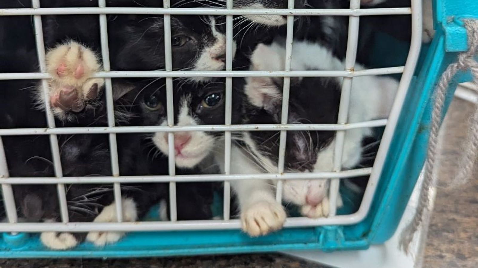 Emaciated dog, kittens and tarantulas among 3,700 pets abandoned so far ... Emaciated dog, kittens and tarantulas among 3,700 pets abandoned so far ...