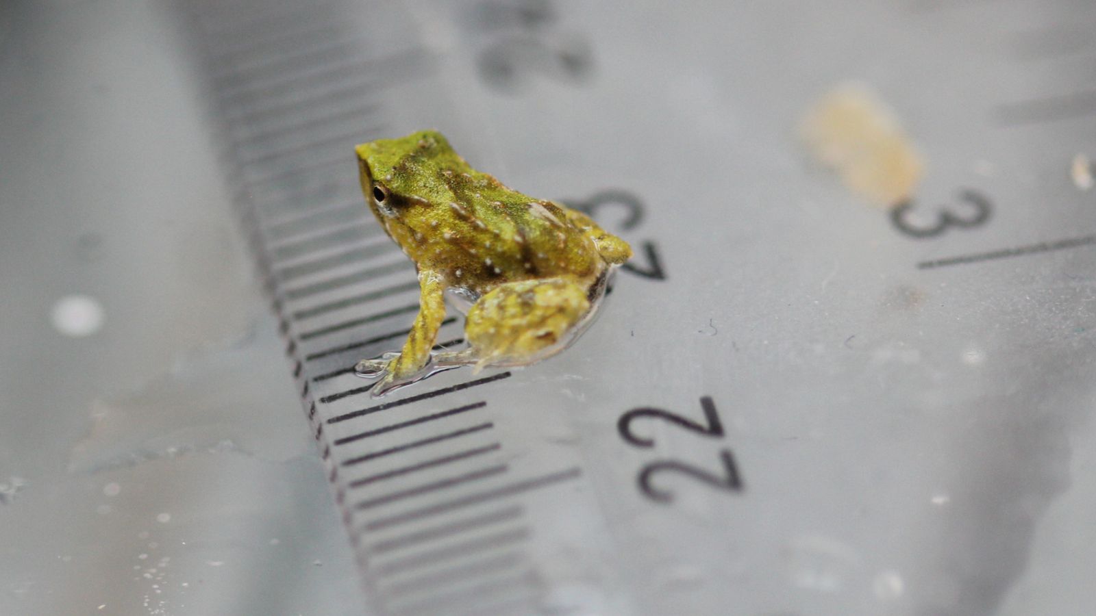 Endangered froglets born after dramatic 7,000-mile rescue mission ...
