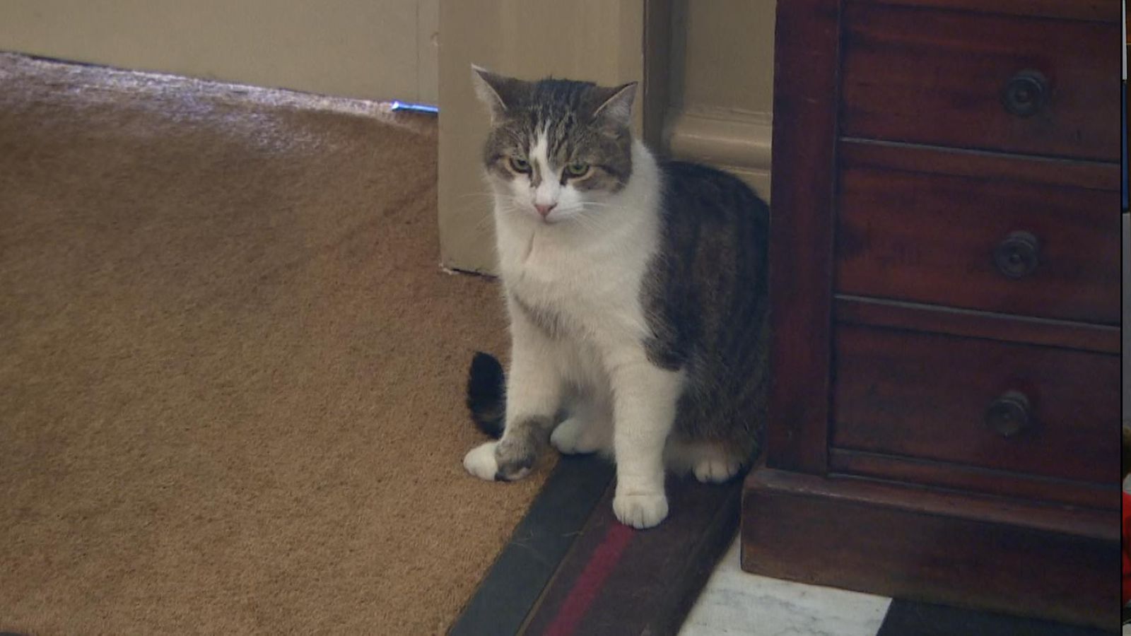 Starmer is keeping 'tiny kitten' away from Larry the cat | News UK ...