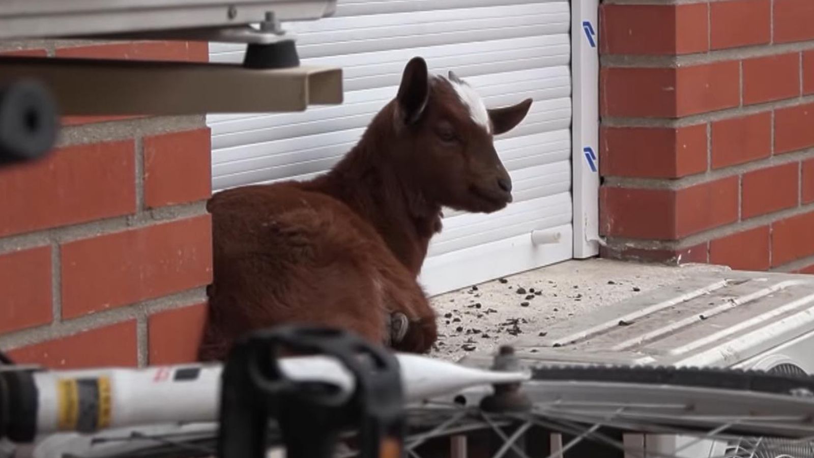 Firefighters rescue goat sitting on a fifth-floor window ledge in ...