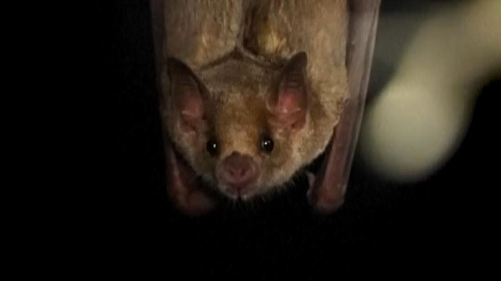 Mexican long-nosed bats detected from saliva on bird feeders in Arizona ...