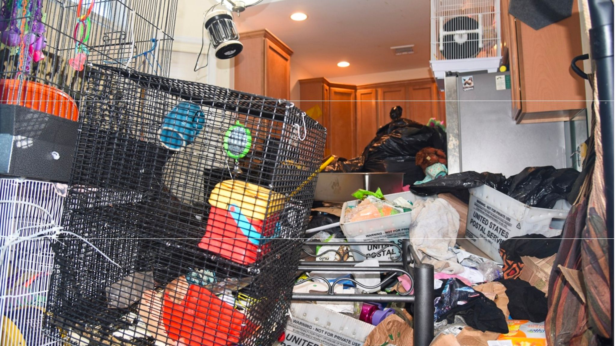 Hoarder charged with animal cruelty after 10 dead animals found in home ...