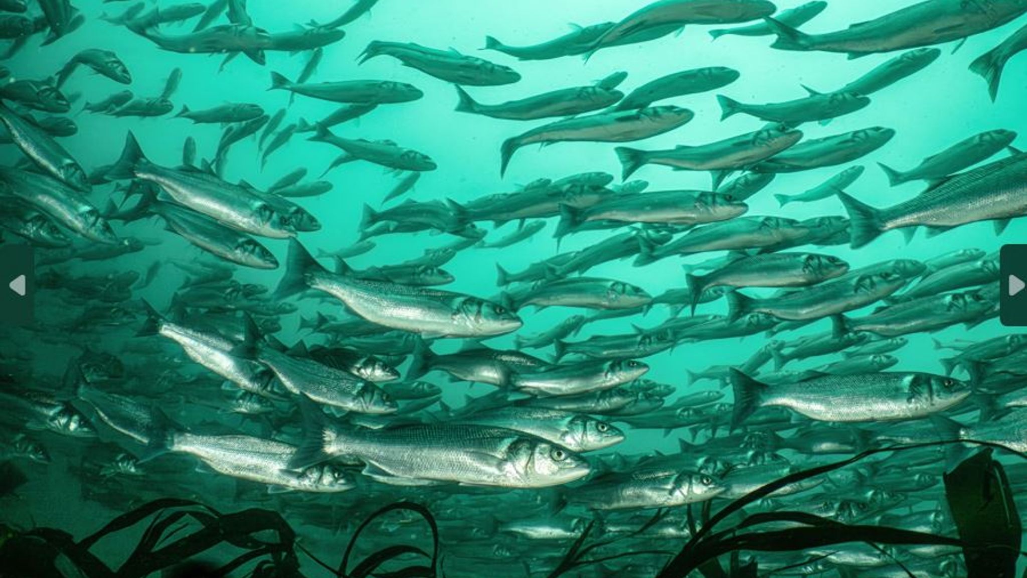 Spanish man crowned Underwater Photographer of the Year for humpback ...