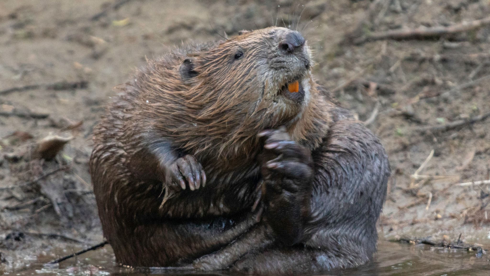 Wild beavers to make a comeback in England after government approves ...
