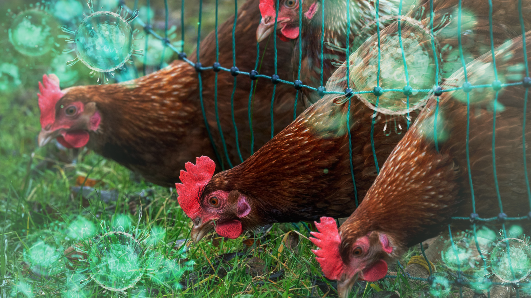 What you should know about bird flu in the UK - and its impact on ...
