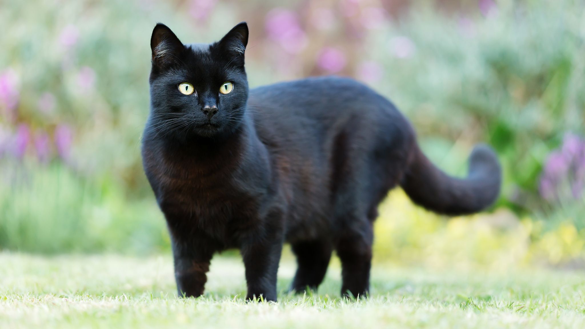 Scottish government gives update on reports cats could be banned | UK ...