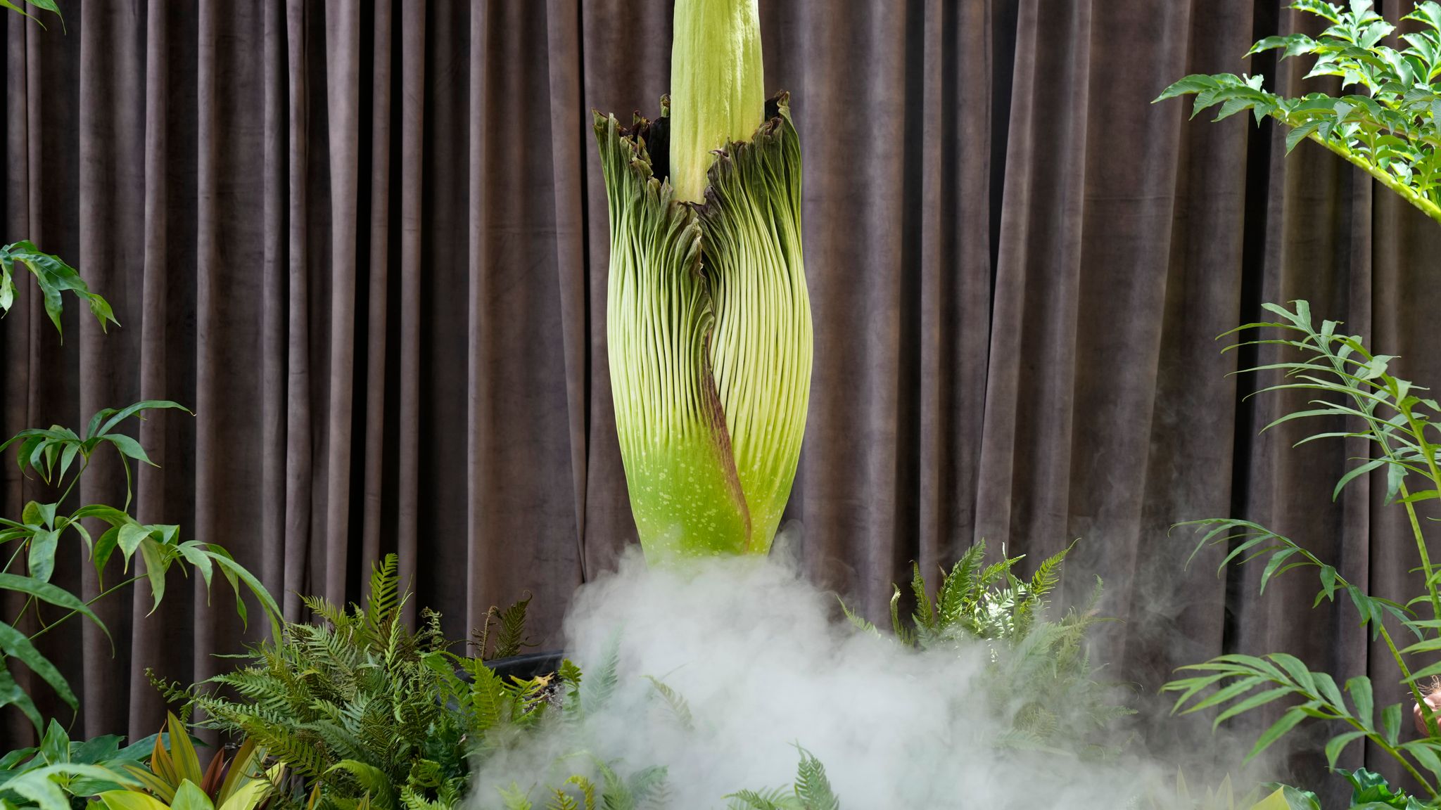 Corpse flower that smells like rotting meat begins rare bloom in San ...