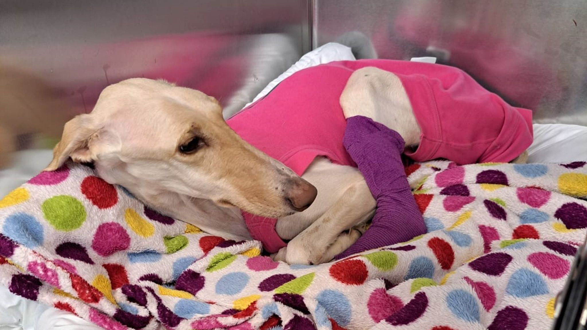 Emaciated dog, kittens and tarantulas among 3,700 pets abandoned so far ...