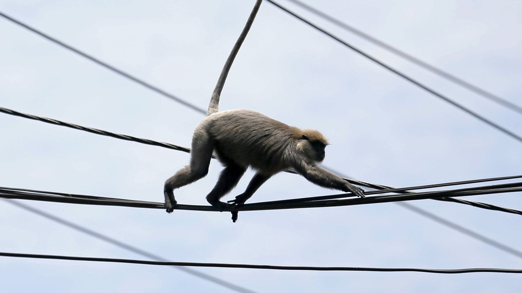 Nationwide power outage in Sri Lanka blamed on a monkey | World News | Sky News