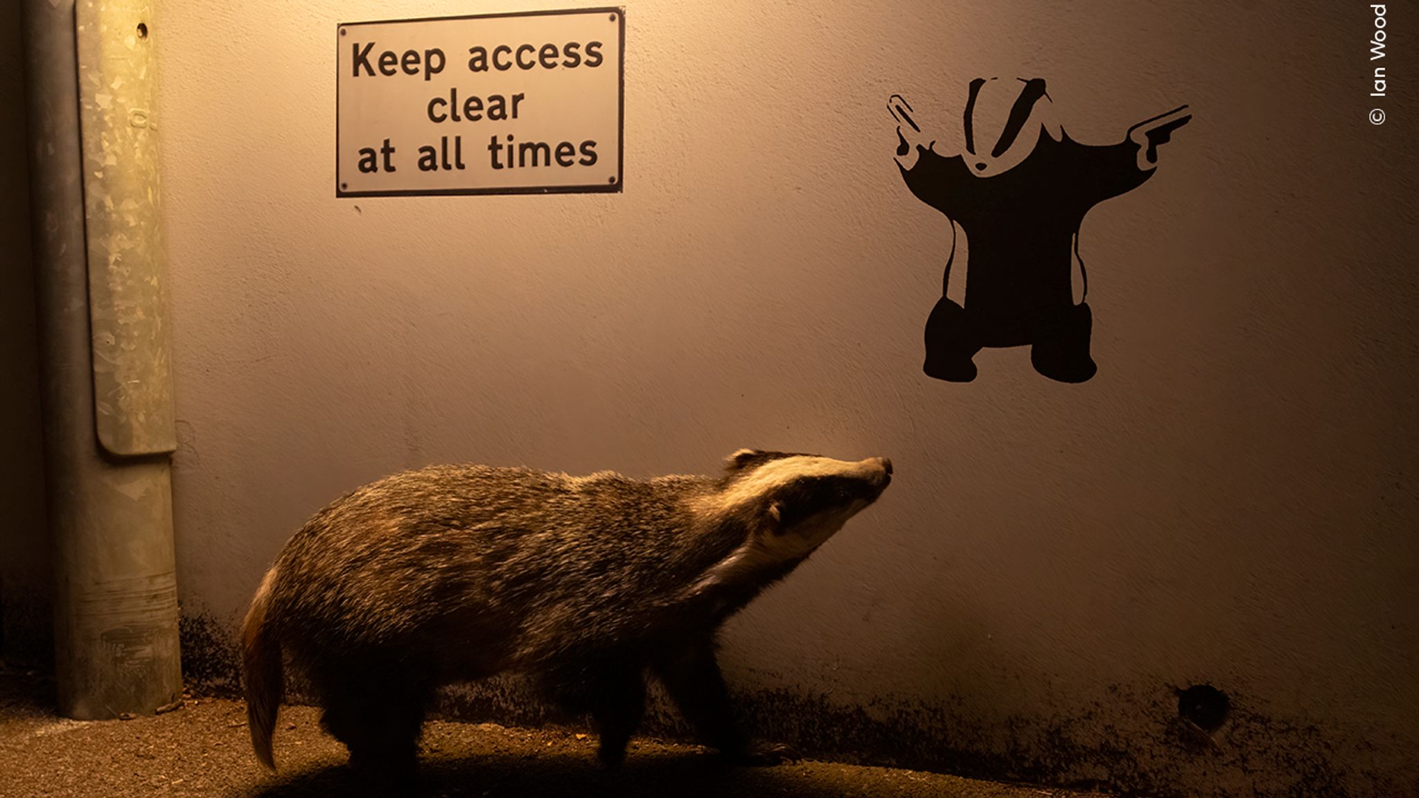 Badger admiring a Banksy scoops wildlife photographer people's choice ...