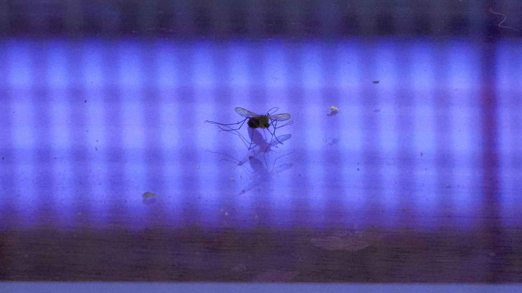 Philippines village offering bounties for mosquitoes amid dengue fever ...