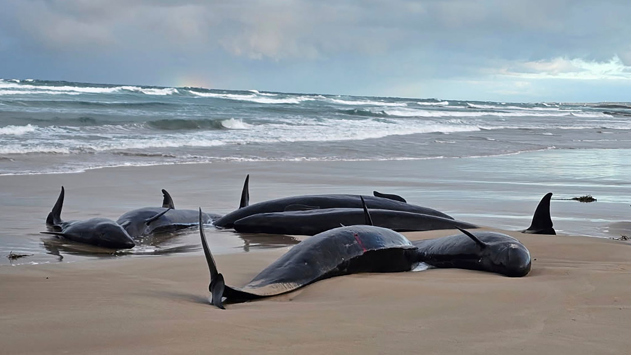 Greater than 150 false killer whales stranded on distant seaside in ...