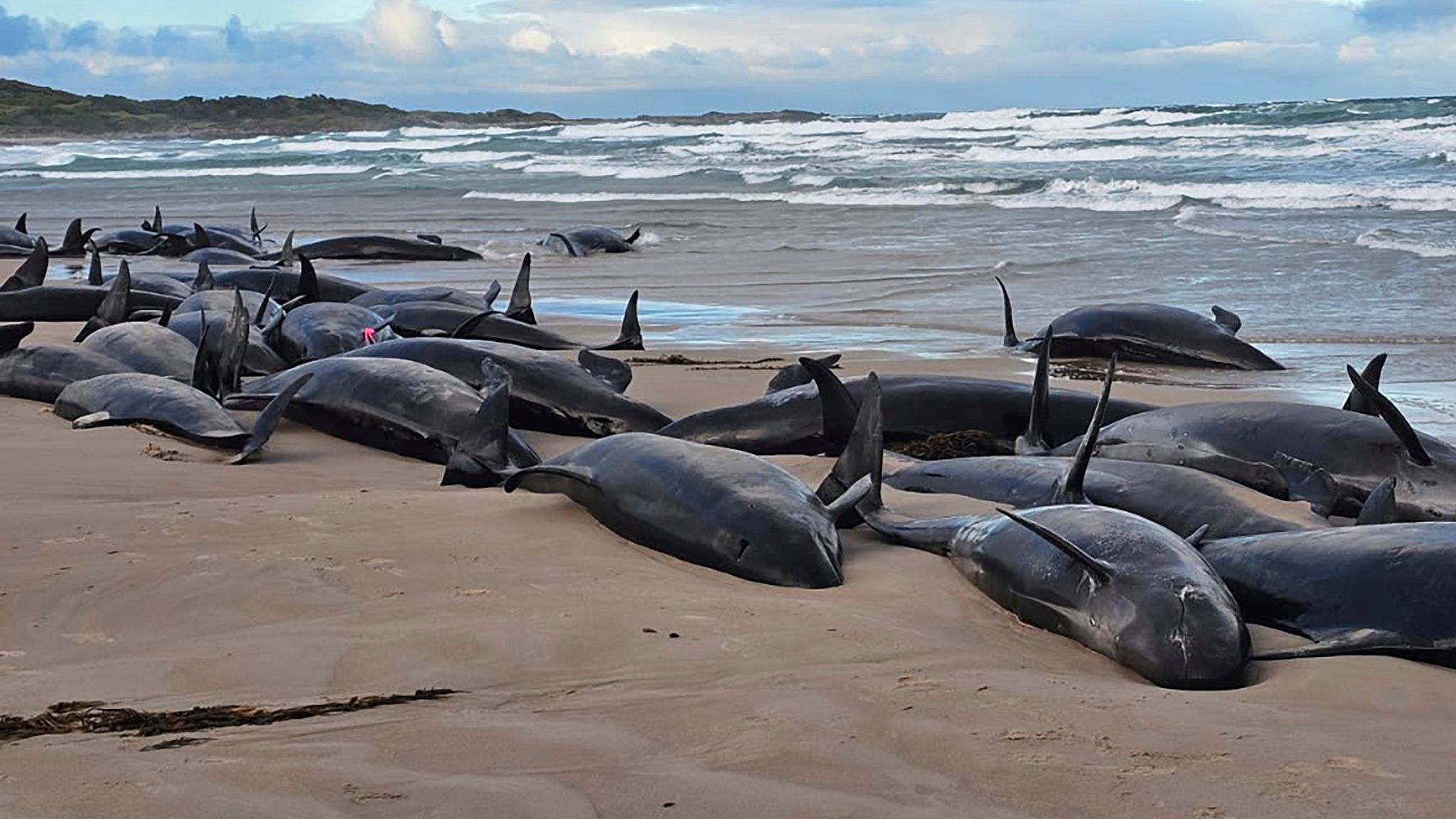 More than 150 false killer whales stranded on remote beach in Tasmania | World News | Sky News