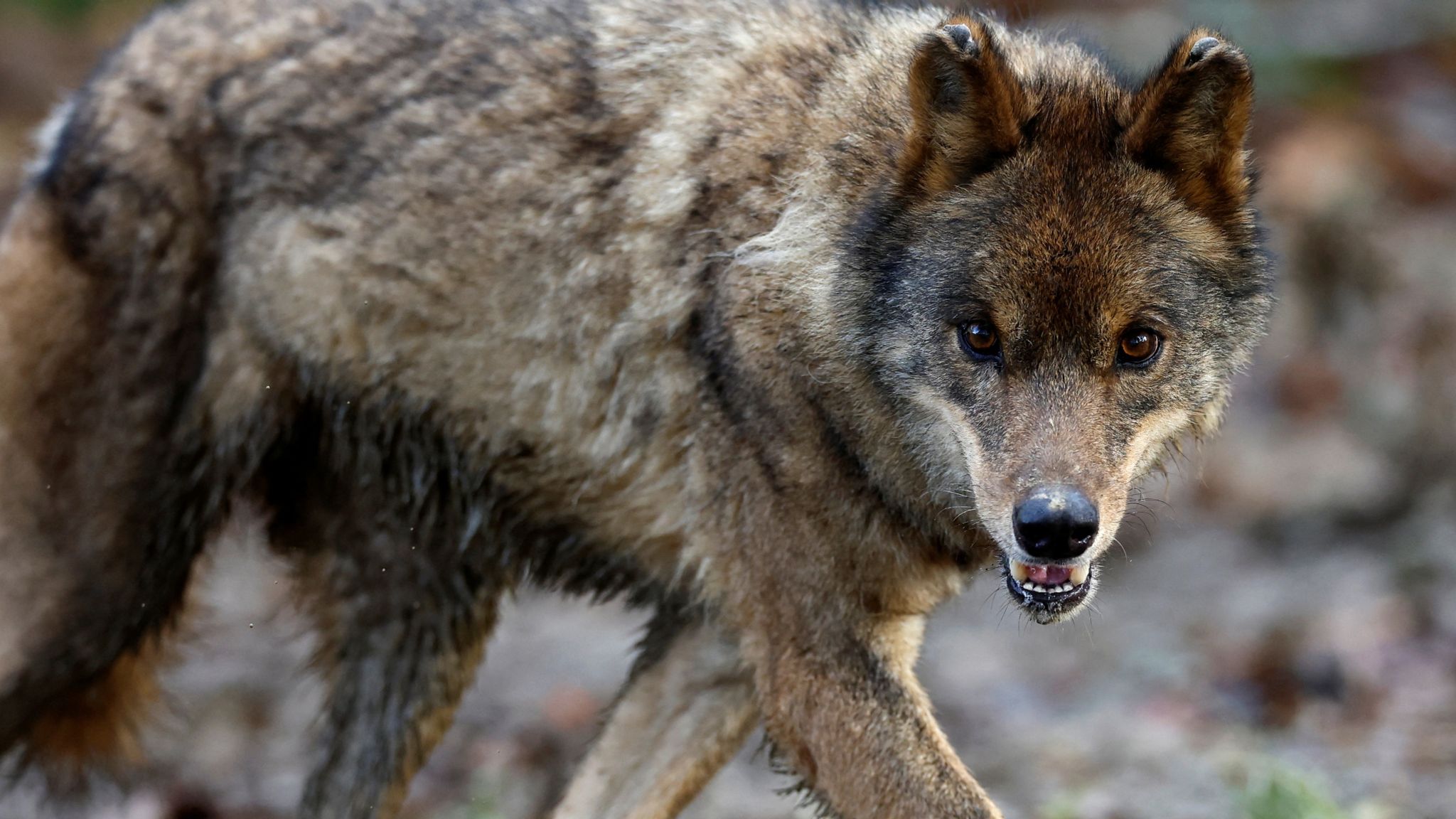 Bring back wolves to Scotland to reach net zero, says controversial ...