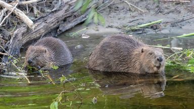Wild beavers to make a comeback in England after government approves ...