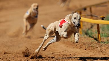 Welsh government sets out plans to ban greyhound racing | UK News | Sky ...