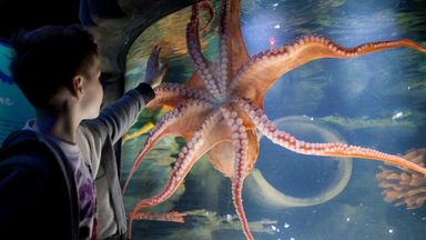 Merlin Entertainments dives into sale of aquarium assets | Money News ...