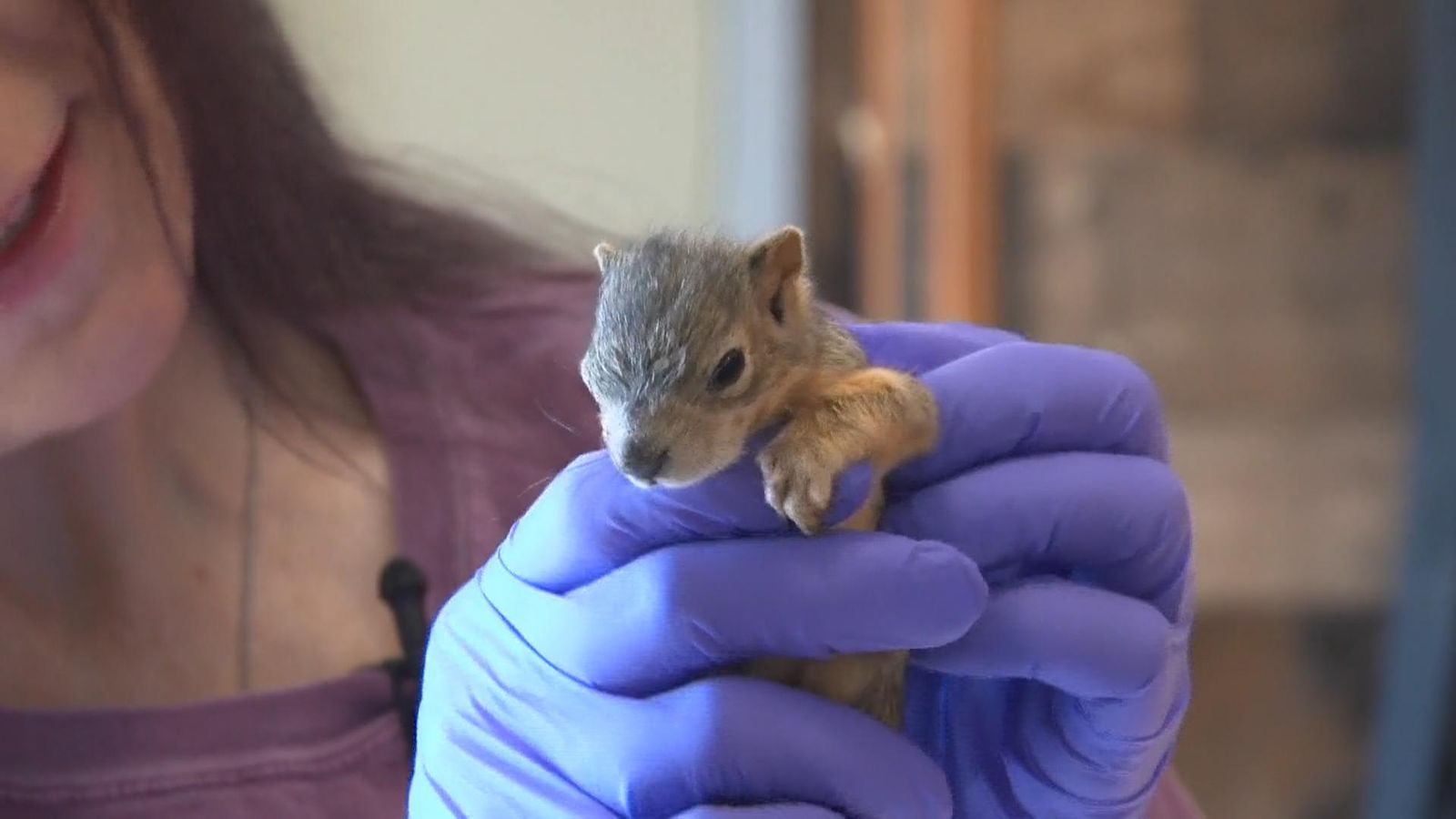 Baby squirrels rescued as windstorms rage in Texas | News UK Video News | Sky News